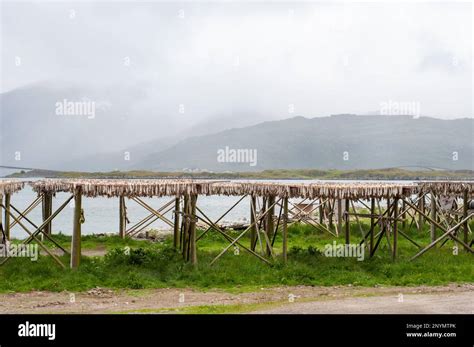Cod Drying On Traditional Wooden Racks In Henningsvaer Lofoten Norway