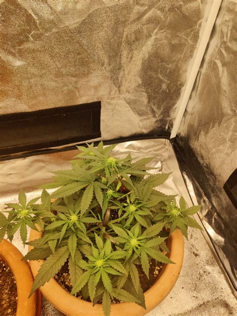 Nitrogen Toxicity Grow Question By Sirbud Growdiaries