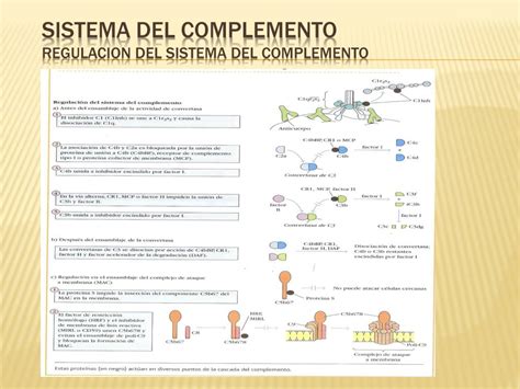 Ppt Sistema Del Complemento Powerpoint Presentation Free Download