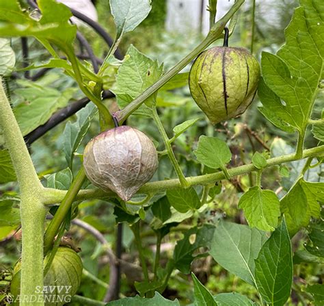 When To Harvest Tomatillos From The Garden For The Best Flavor