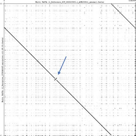dot plot matrix of the alignment of the reference assembly and the