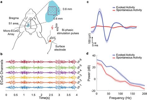 A Schematic Figure Showing Implantation Site Of Gc Microelectrodes Download Scientific