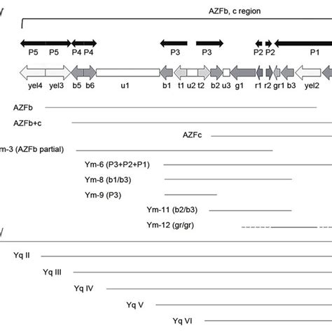 Deletion Patterns In Y Chromosome Long Arm Detected By Pcr Rsso Method