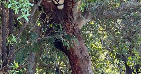 Thunder Album On Imgur