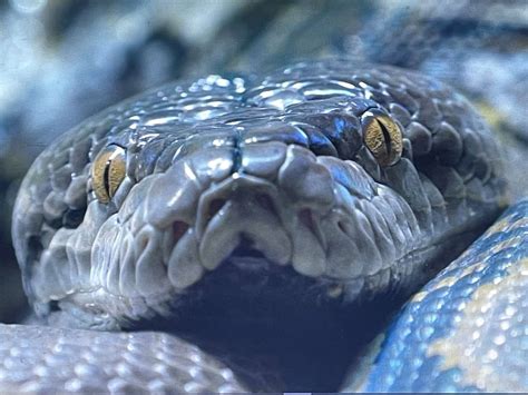 Ravi The Python Arrives At Fauna Park Seymour Telegraph