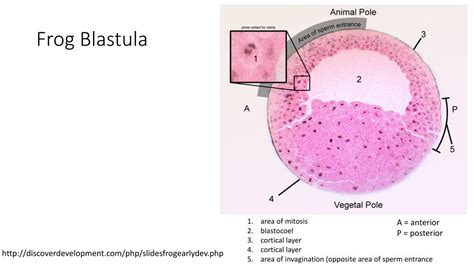 Ppt Embryology Pics Powerpoint Presentation Free Download Id2007761