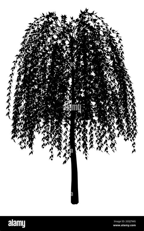 Hanging On The Trunk Stock Vector Images Alamy