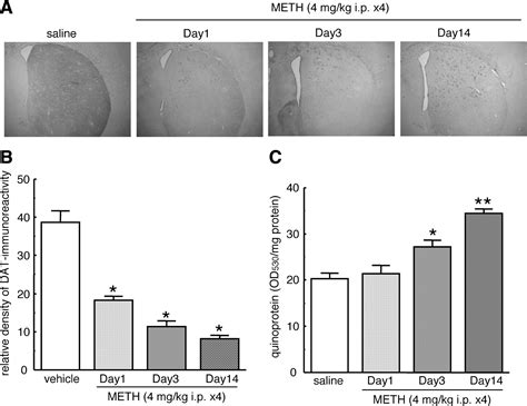 Figure 6 From Methamphetamine Induced Dopaminergic Neurotoxicity Is Regulated By Quinone