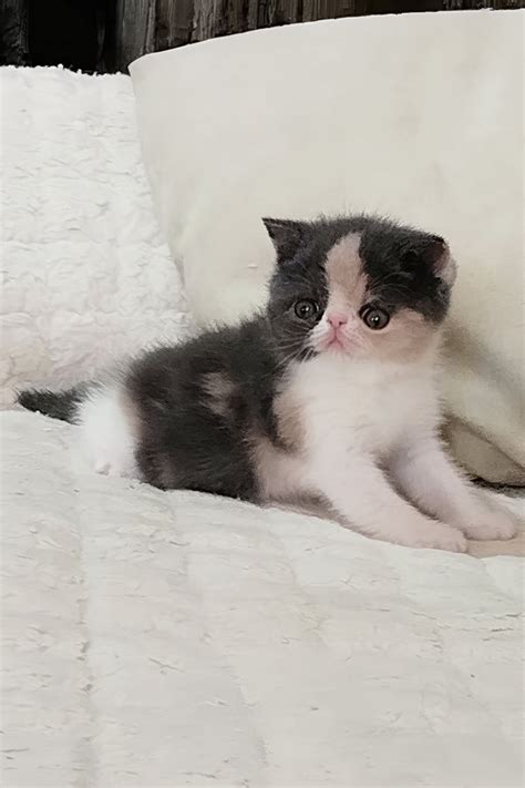 Meet Tessa Your Exotic Shorthair Kitten Companion