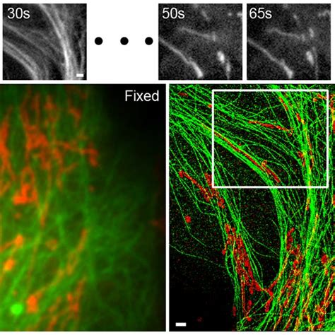 Storm Microscopy In Microfluidic Chambers Samples Were Prepared Using