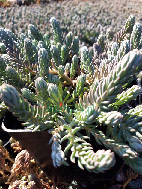 Rozchodnik Ościsty Blue Spruce Sedum Reflexum Blue Spruce Byliny24
