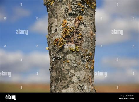 Tree Trunk With Lichen Stock Photo Alamy
