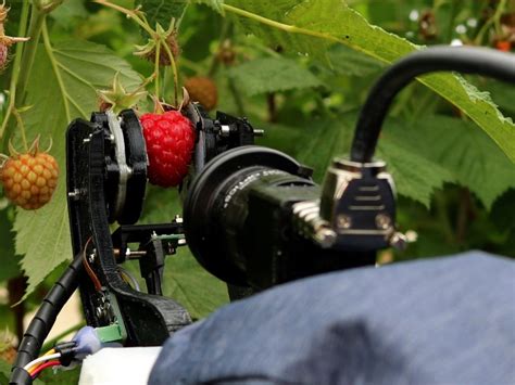 Raspberry Picking Robot Supermarket News