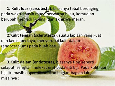 PPT BIJI SEMEN PowerPoint Presentation Free Download ID 2273291