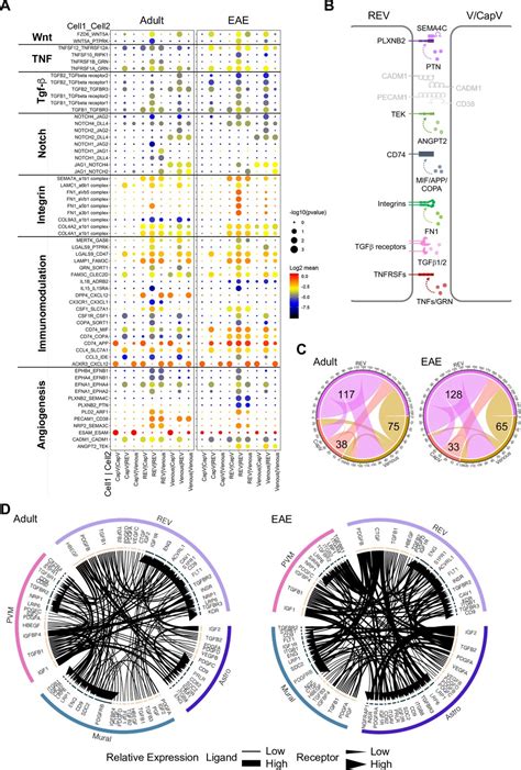 Single Cell Transcriptomics Reveals Functionally Specialized Vascular