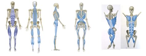 Scientific Support Of Myofascial Connections Systematic Review By Holly