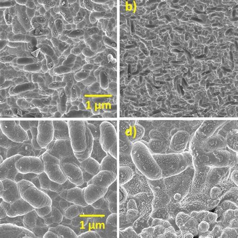 Ad Fesem Image Surface Morphology Of A Sio2b Tio2c Zro2 And D