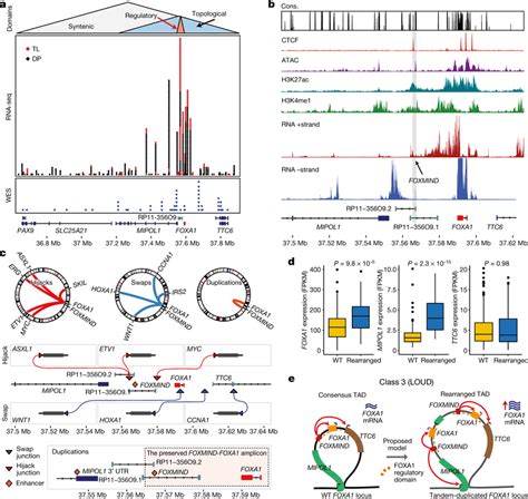 Genomic Characterization Of Class 3 Rearrangements Of The Foxa1