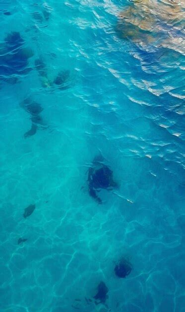 50 Stingfish Pictures