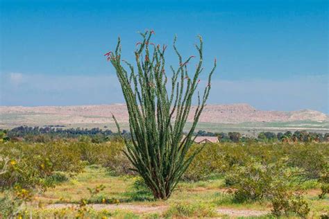 How To Grow And Care For Ocotillo In The Garden Gardeners Path
