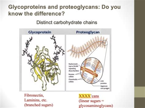 Non Collagenous Ecm Components Other Ecm Proteinsproteoglycans