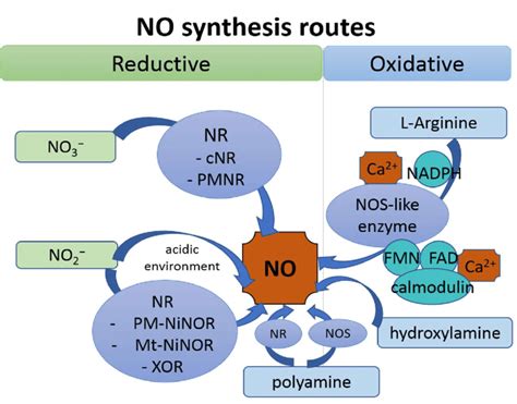Schematic Diagram Showing The Major Routes Of NO Synthesis NO Download Scientific Diagram