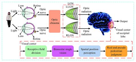 Pedestrian Detection Principle Diagram Of Human Stereo Vision Download Scientific Diagram