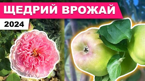 ДОГЛЯД ЗА САДОМ обрізаю троянди ЯЛИНЦІ ВЖЕ КРАЩЕ мало води в