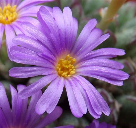 Conophytum Marginatum Lithops Plants Garden