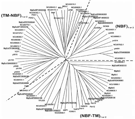 Phylogenetic Relationship Of Atp Binding Cassette Abc Proteins