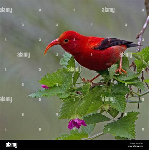 An Hawaiian Iiwi Bird In The Hakalau Forest National Wildlife Refugee