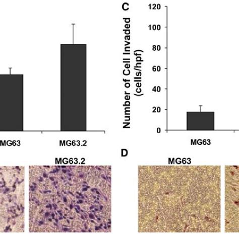 Cell Migration And Cell Invasion A Cell Migration Was Assessed By A Download Scientific