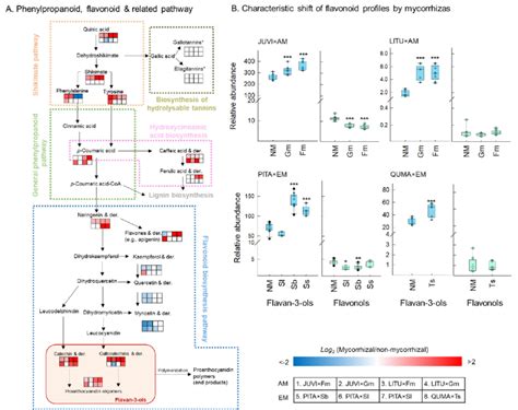 Characteristic Shifts Of Flavonoid Profiles In Response To Mycorrhizal