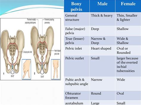 PELVIS SACRUM Dr Jamila El Medany Dr Essam Eldin Salama Ppt Download