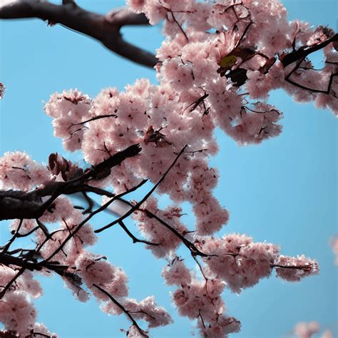 Cherry Blossom Graphic · Creative Fabrica