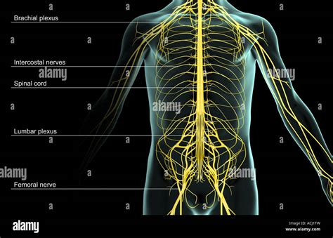 Trunk Nerve Definition At Vaughn Josephs Blog