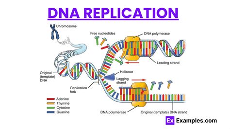 Dna Replication Machinery Enzymes Definition Steps Role Of Enzymes In Dna Replication