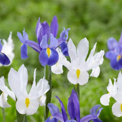 All About Iris