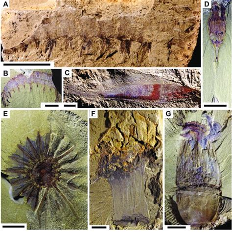 Fossils From The Chengjiang Biota Radiodonts A Anomalocaris Cf