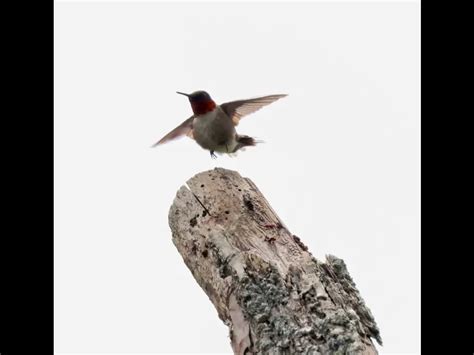 Flicker And Hummingbird In Southborough Sudbury Valley Trustees