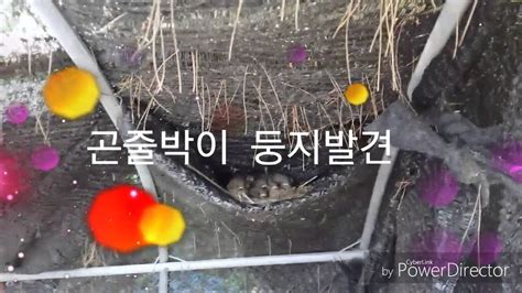 곤줄박이 먹이주기 YouTube