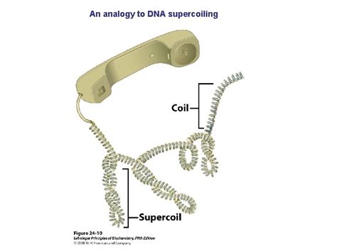 The Dna In A Bacterial Virus Enormous Condensation