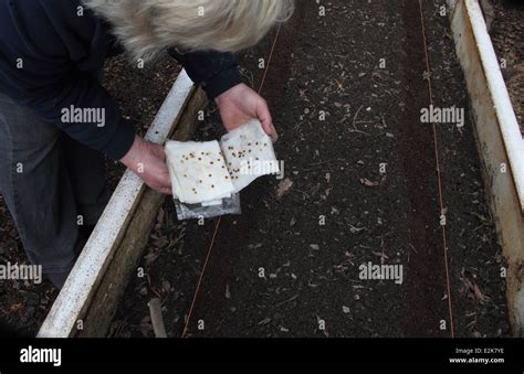 Planting Pregerminated Parsnip Seeds Step 7 Open Up The Folded Damp Paper To Expose The Seeds Planting Pregerminated Parsnip Seeds Step 7 Open Up The Folded Damp Paper To Expose The Seeds