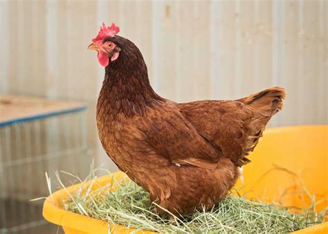 12 Dual Purpose Chicken Breeds For Your Homestead