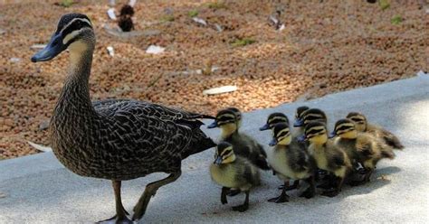 Duck Drafting Scorpion Sex Scoop Awards The Canberra Times