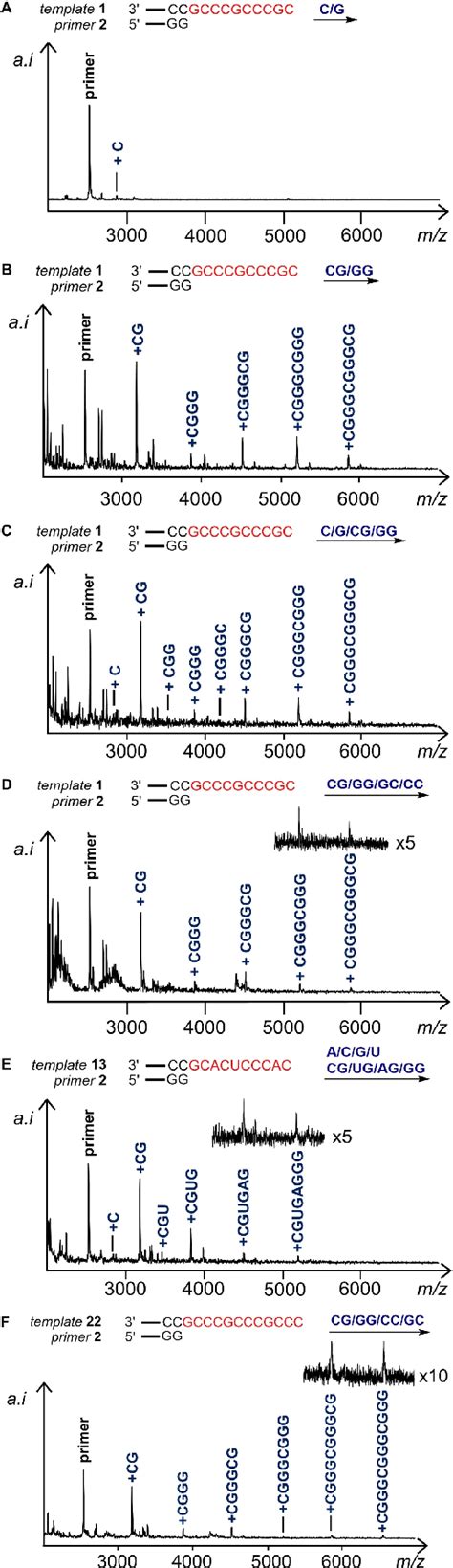 genetic copying with the primer template combinations shown in the