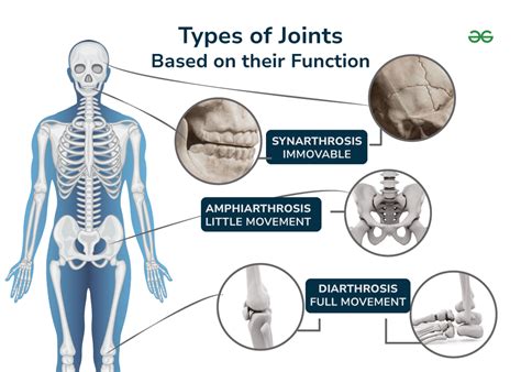 Types Of Joints Classification Of Joints In Human Body Geeksforgeeks