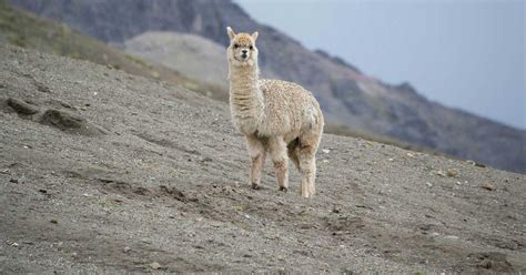 Mastering Llama 2 An End To End Guide For Metas Opensource Llm Model