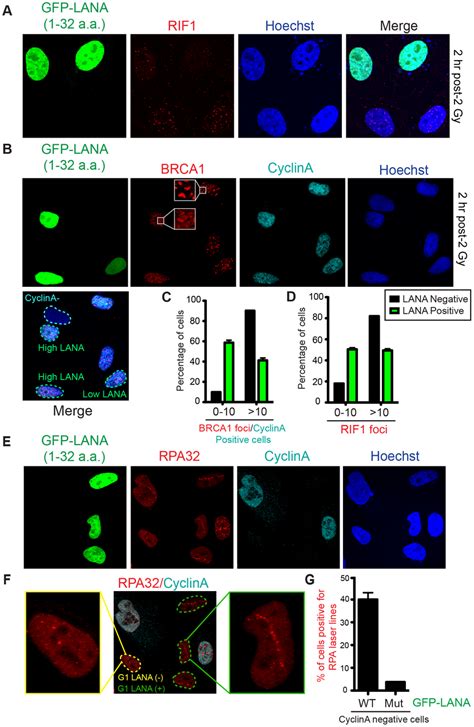 Nucleosome Acidic Patch Promotes Rnf168 Dependent Ddr Signaling And Download Scientific Diagram