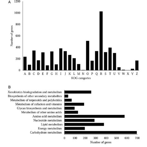 Colonial Characteristic And Microscopic Morphology Of Bipolaris Download Scientific Diagram
